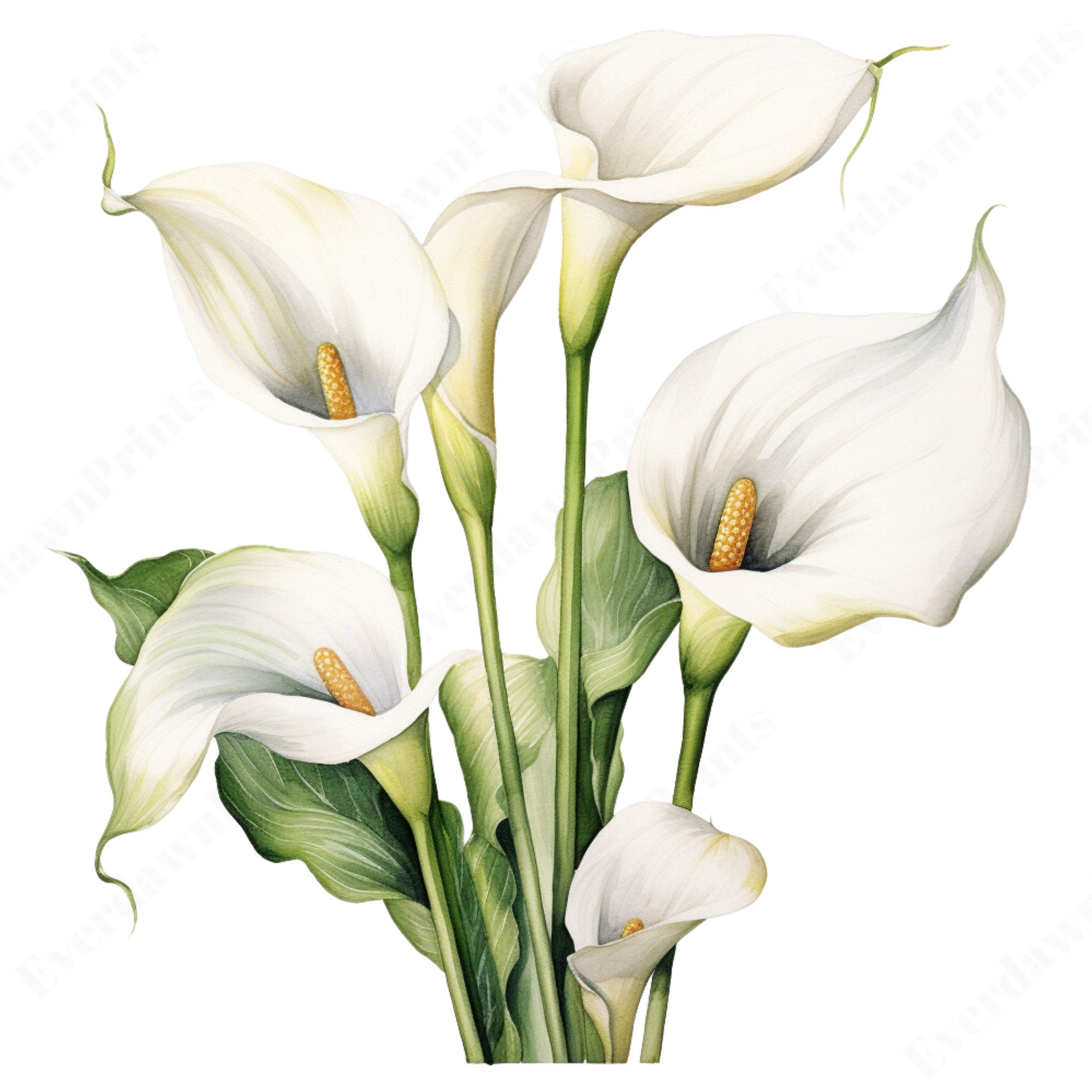 28 Watercolor Calla Lillies Clipart, High Quality Transparent PNG ...