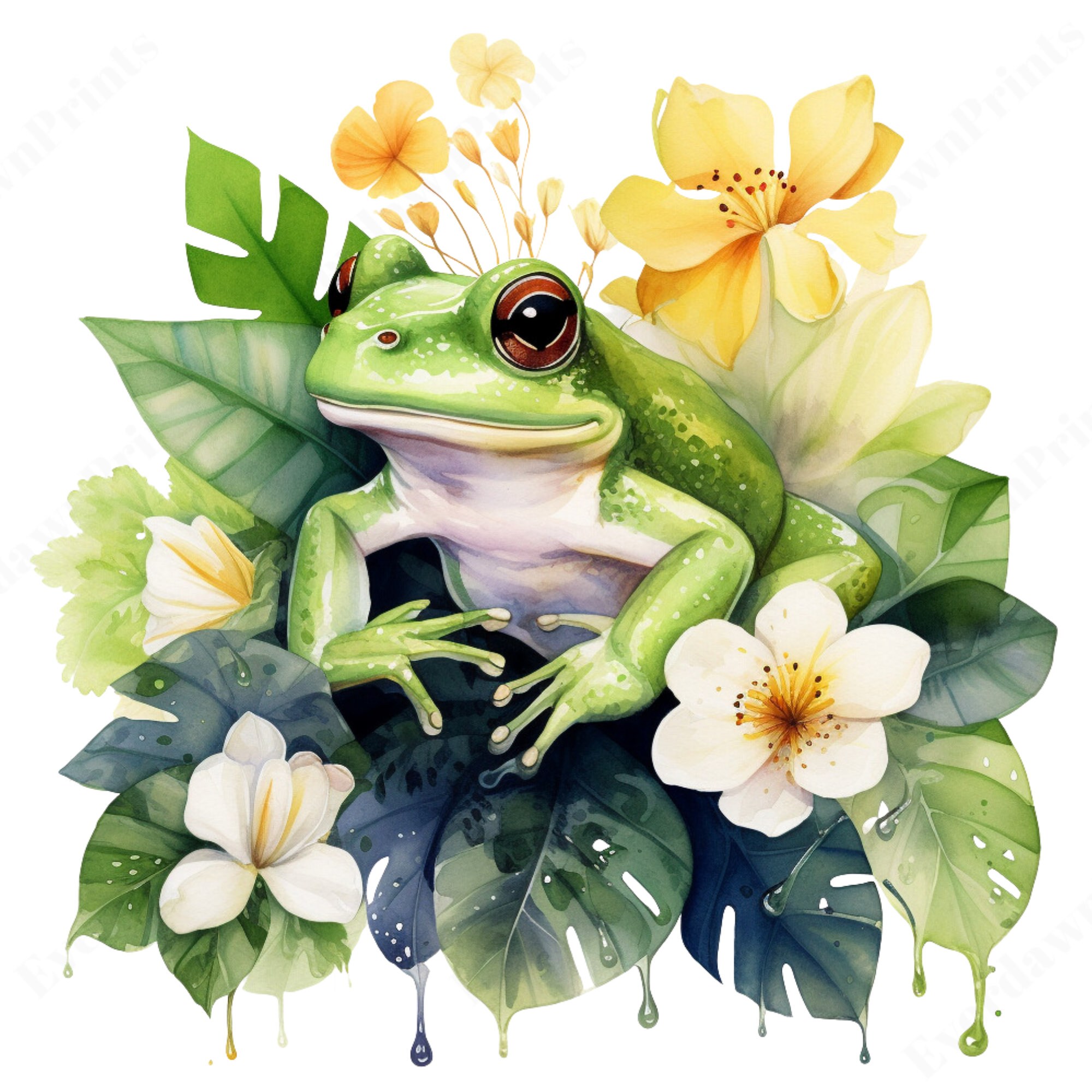 20 Rainforest Frog Clipart, High Quality Transparent PNG, Watercolor ...
