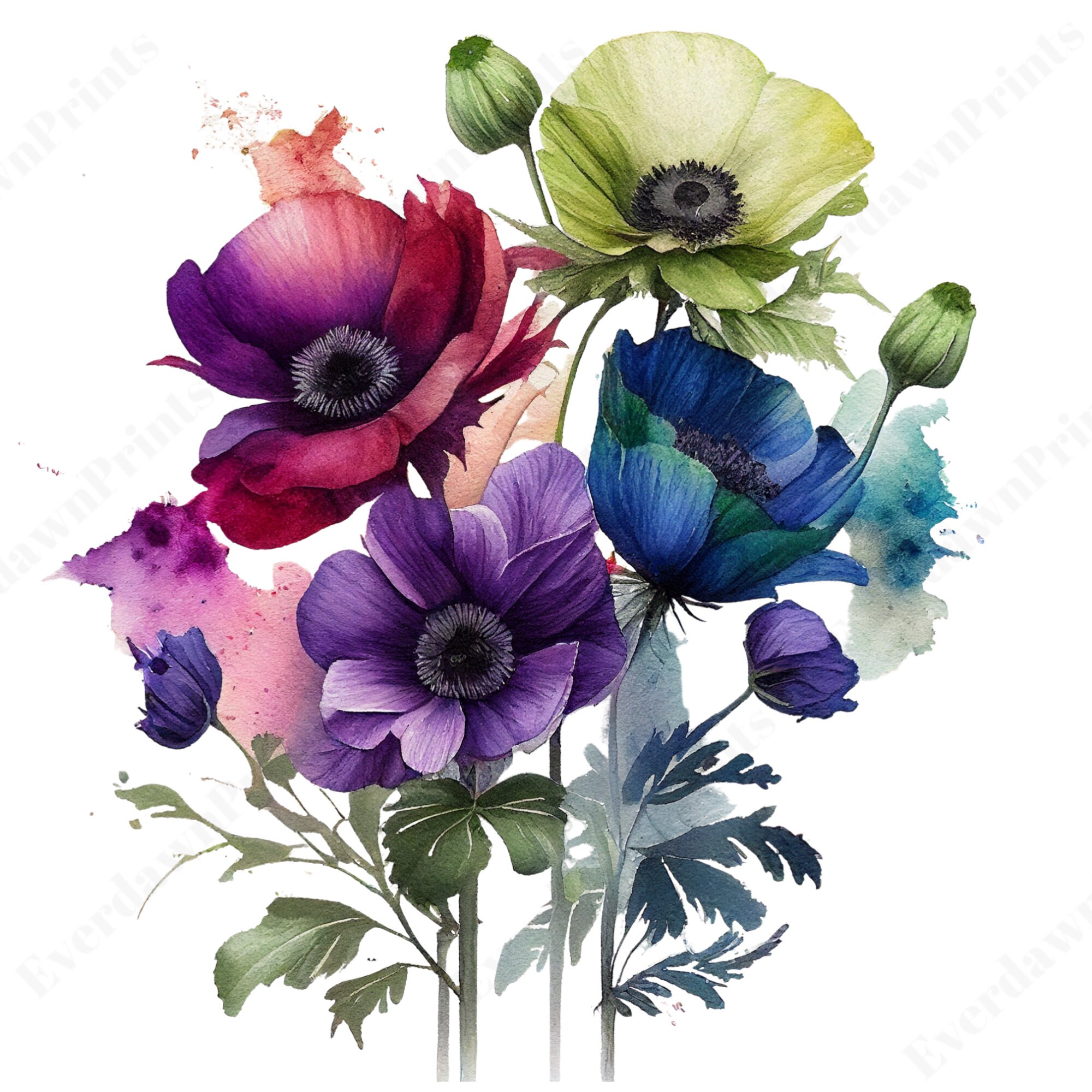 14 Watercolor Anemone Clipart, High Quality Transparent PNG, Clipart ...