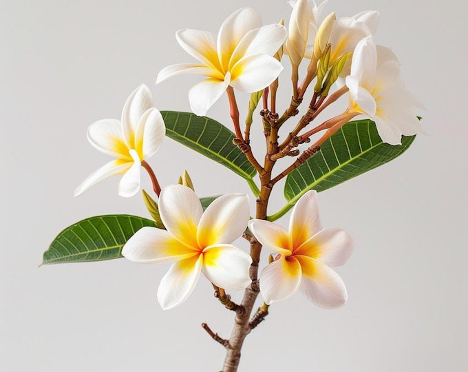 Tropical Plumeria Frangipani Clipart Pack, Hawaiian Flower Graphics ...