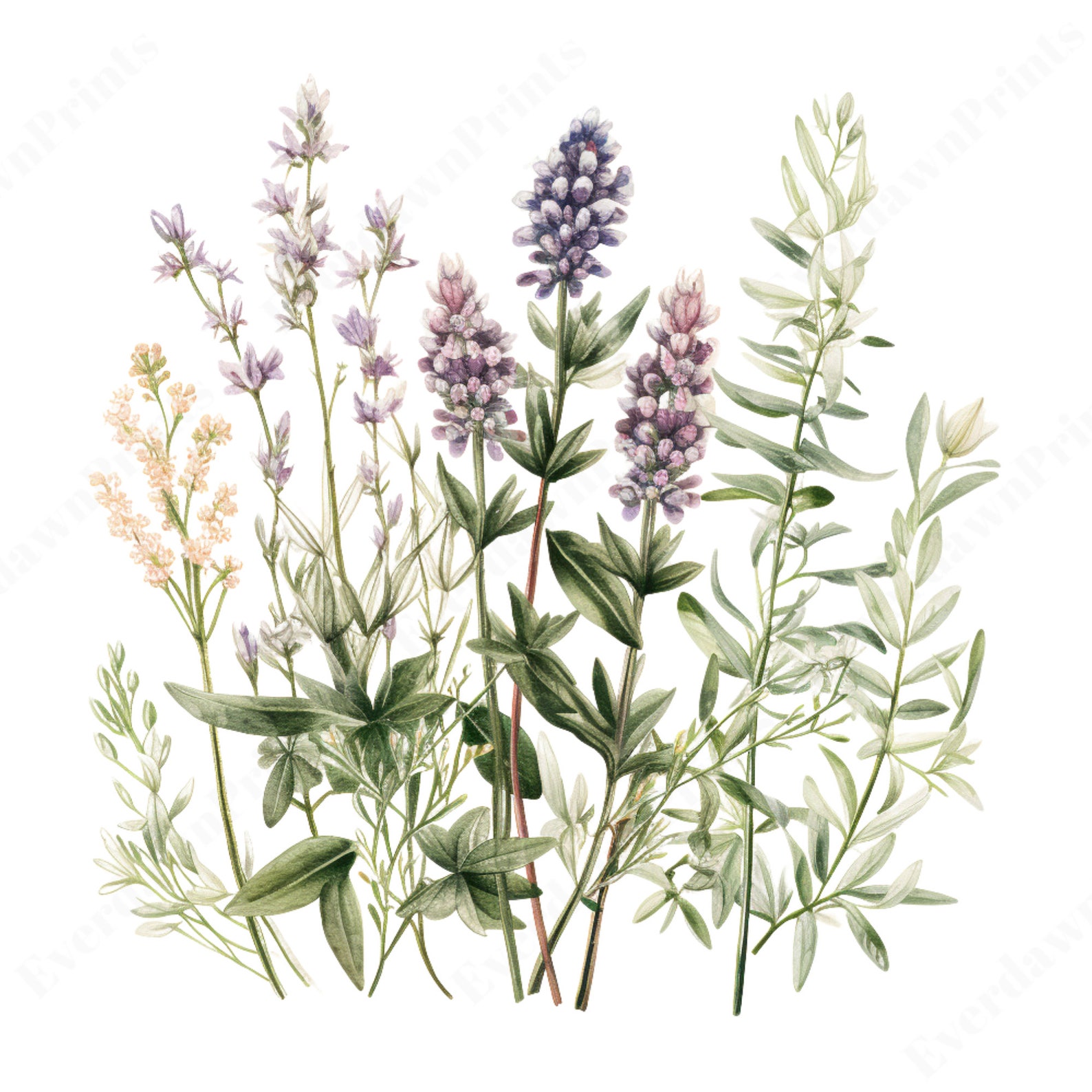 25 Watercolor Botanical Illustration Clipart, High Quality Transparent ...