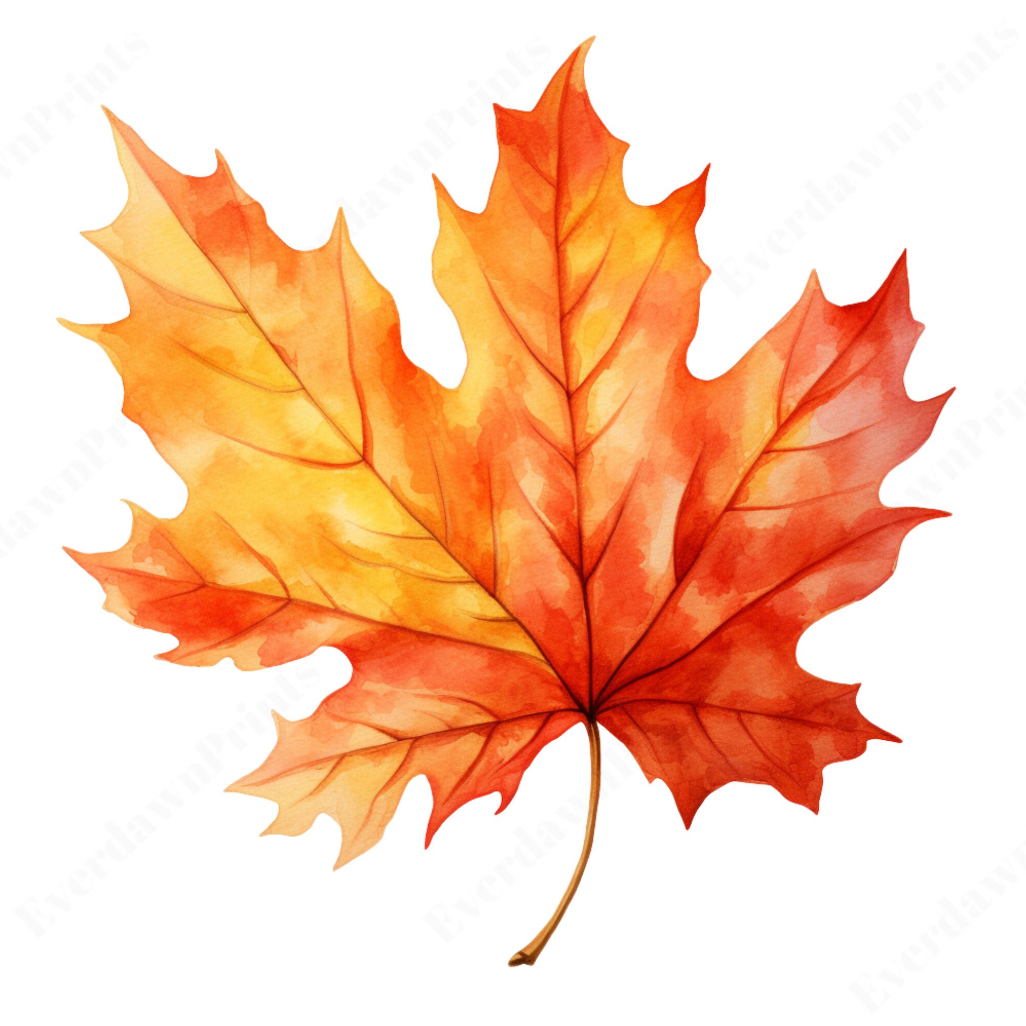 22 Watercolor Autumn Leaves Clipart, Leaves PNG, High Quality ...