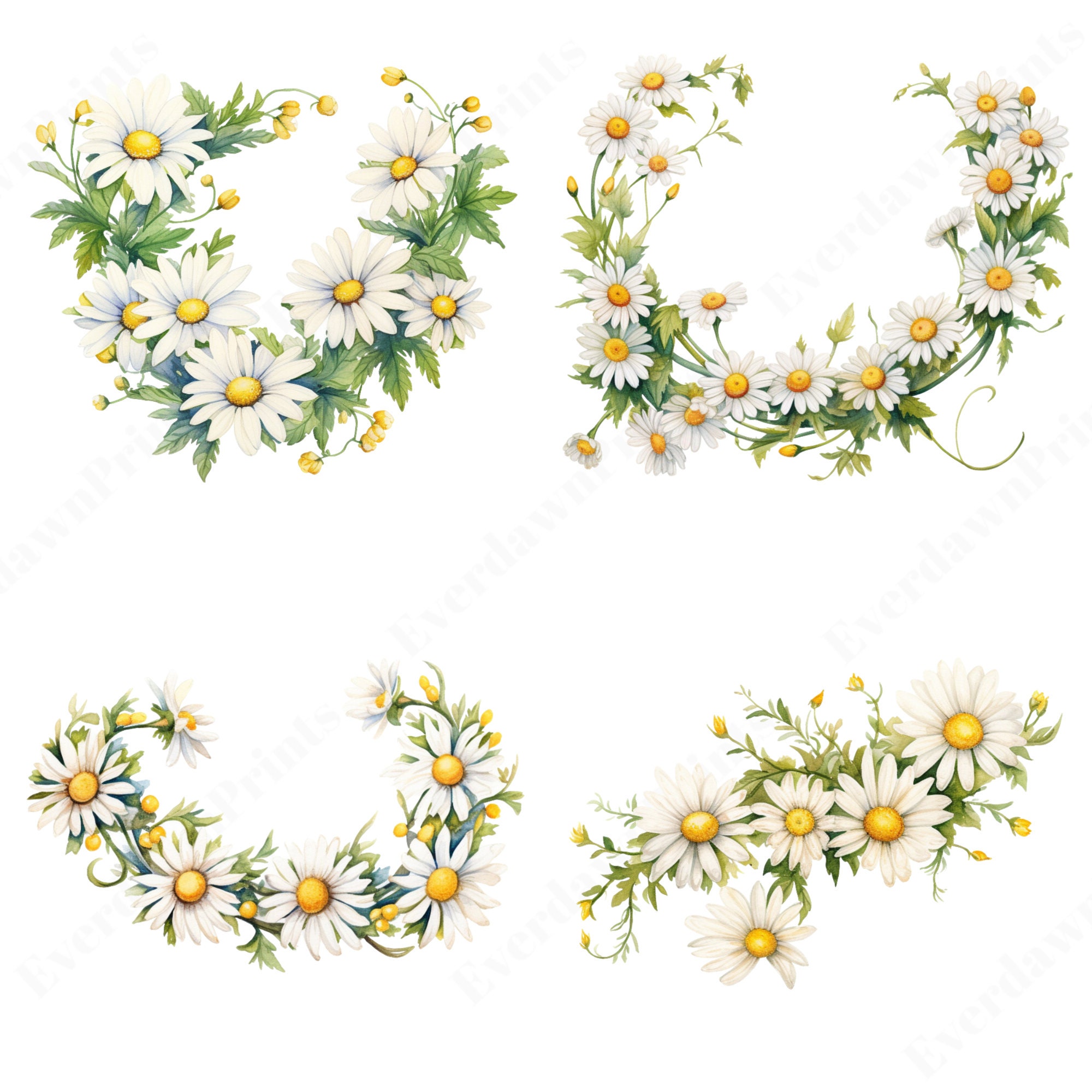 49 Watercolor Daisy Flowers Clipart, Wild Floral Clipart, Floral ...