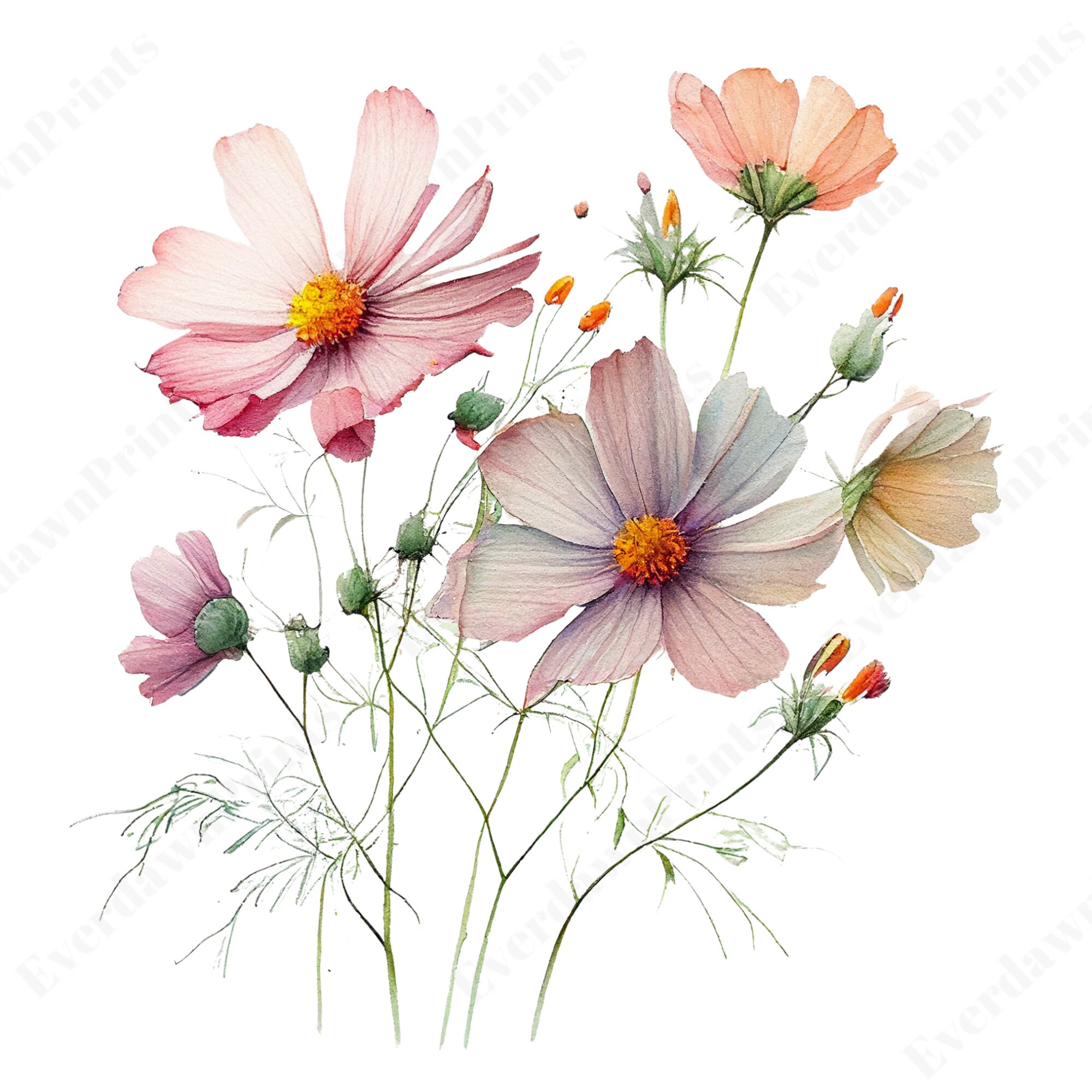 16 Cosmos Flowers Clipart Watercolor High Quality - Etsy