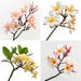 24 Tropical Plumeria Clipart, Frangipani Flower Digital Download ...