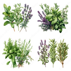 20 Watercolor Botanical Herb Clipart, High Quality Transparent PNG ...