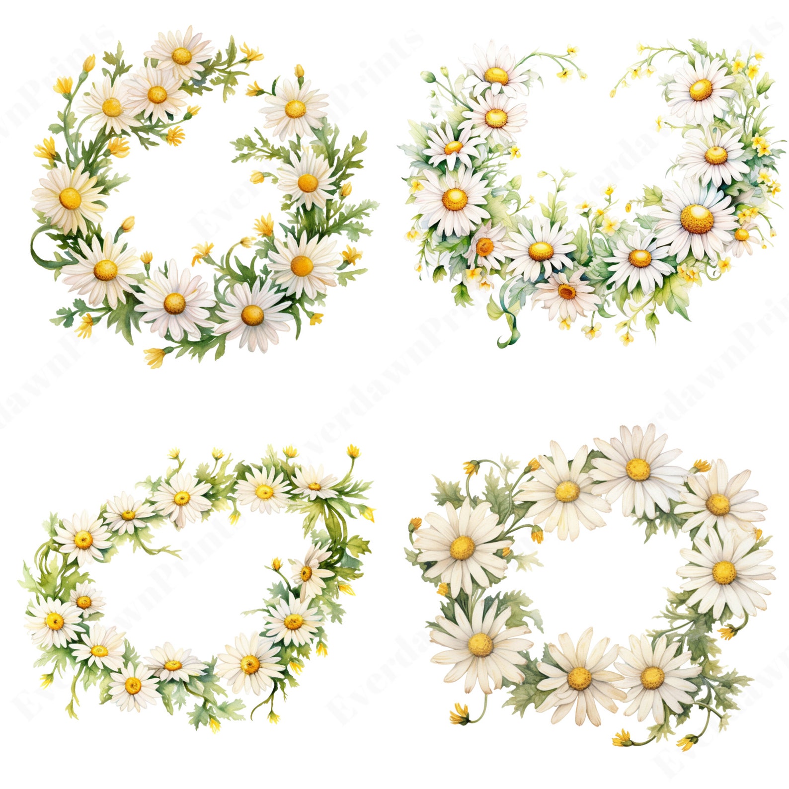 49 Watercolor Daisy Flowers Clipart, Wild Floral Clipart, Floral ...