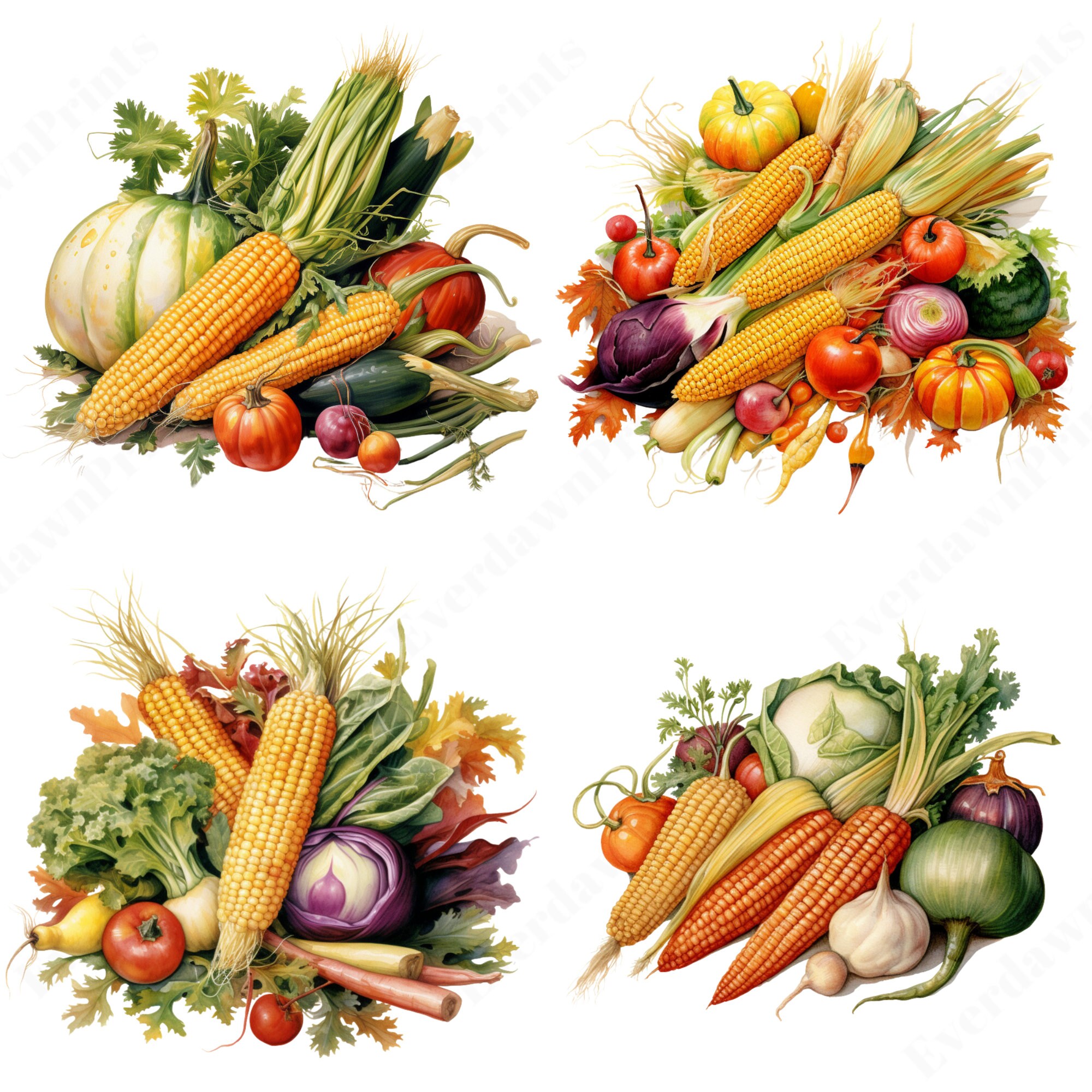 21 Watercolor Harvest Vegetables Clipart, Autumn, Corn, Pumpkin ...