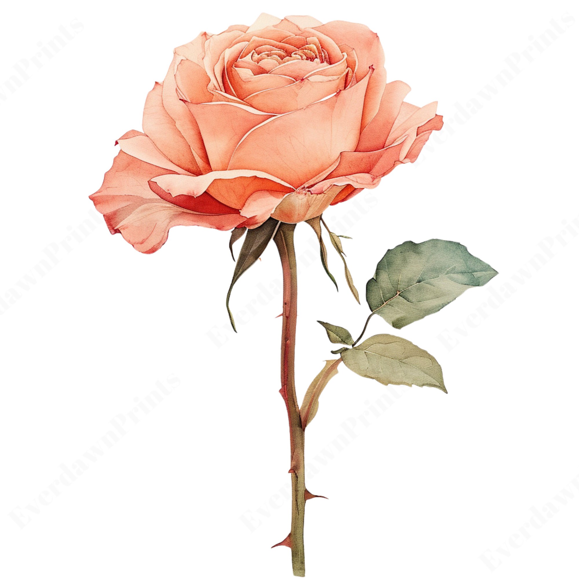 27 Vintage Rose Watercolor Clipart, Botanical Watercolor Flower Digital ...