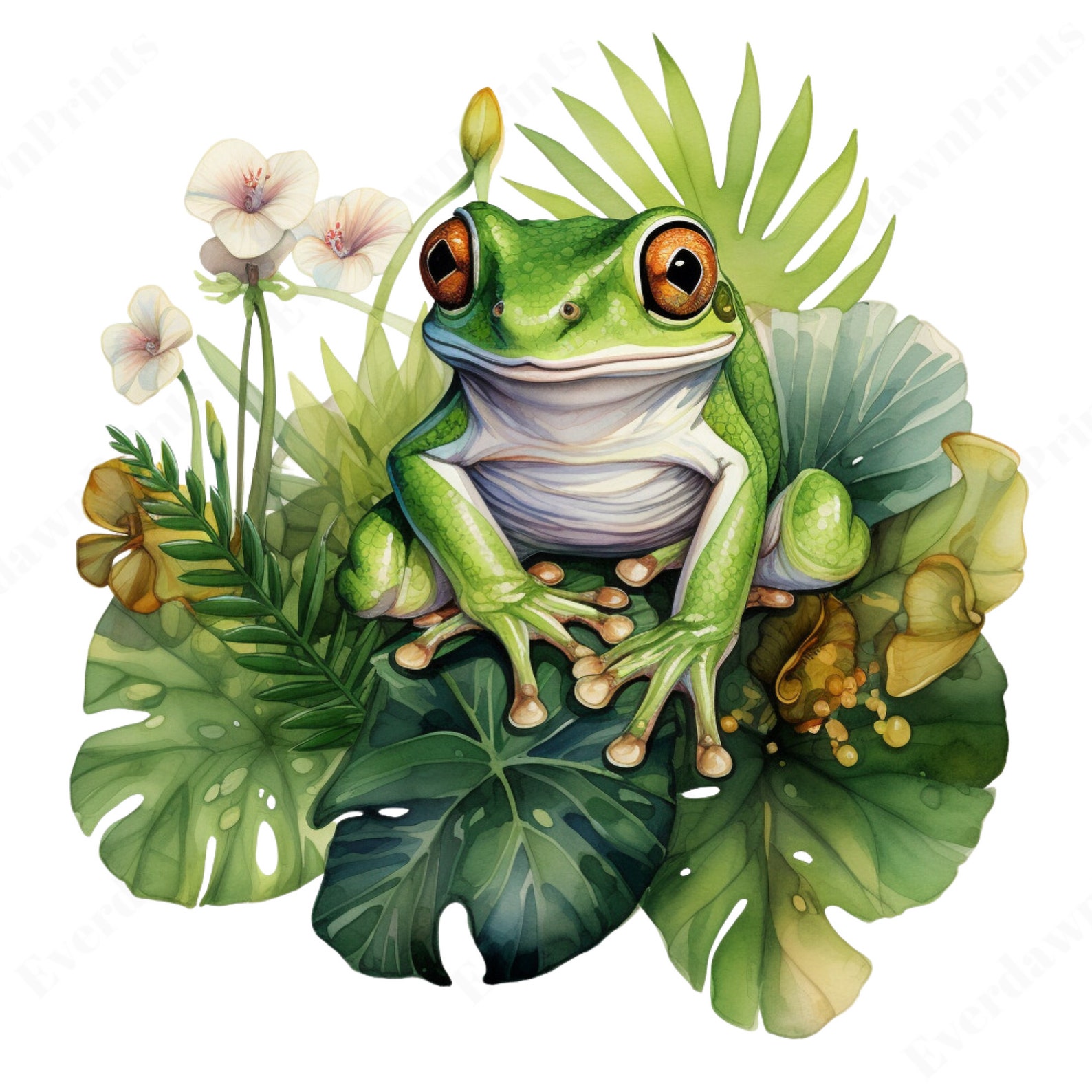 20 Rainforest Frog Clipart, High Quality Transparent PNG, Watercolor ...