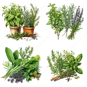 20 Watercolor Botanical Herb Clipart, High Quality Transparent PNG ...