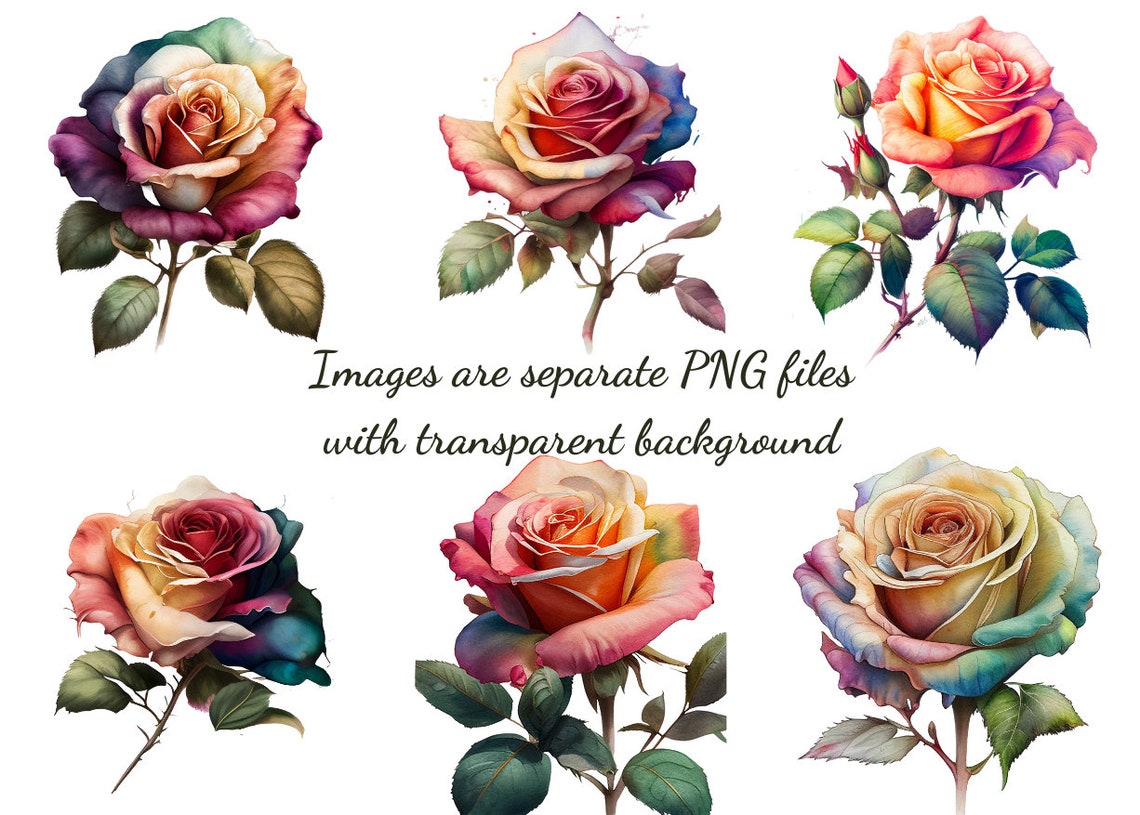 38 Colorful Rose Clipart, Watercolor, High Quality Transparent PNG ...