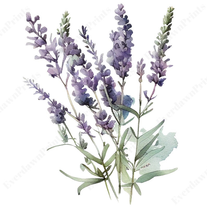 Watercolor Lavender Clipart – Floral Bouquets, Stems (PNG Files) - Etsy