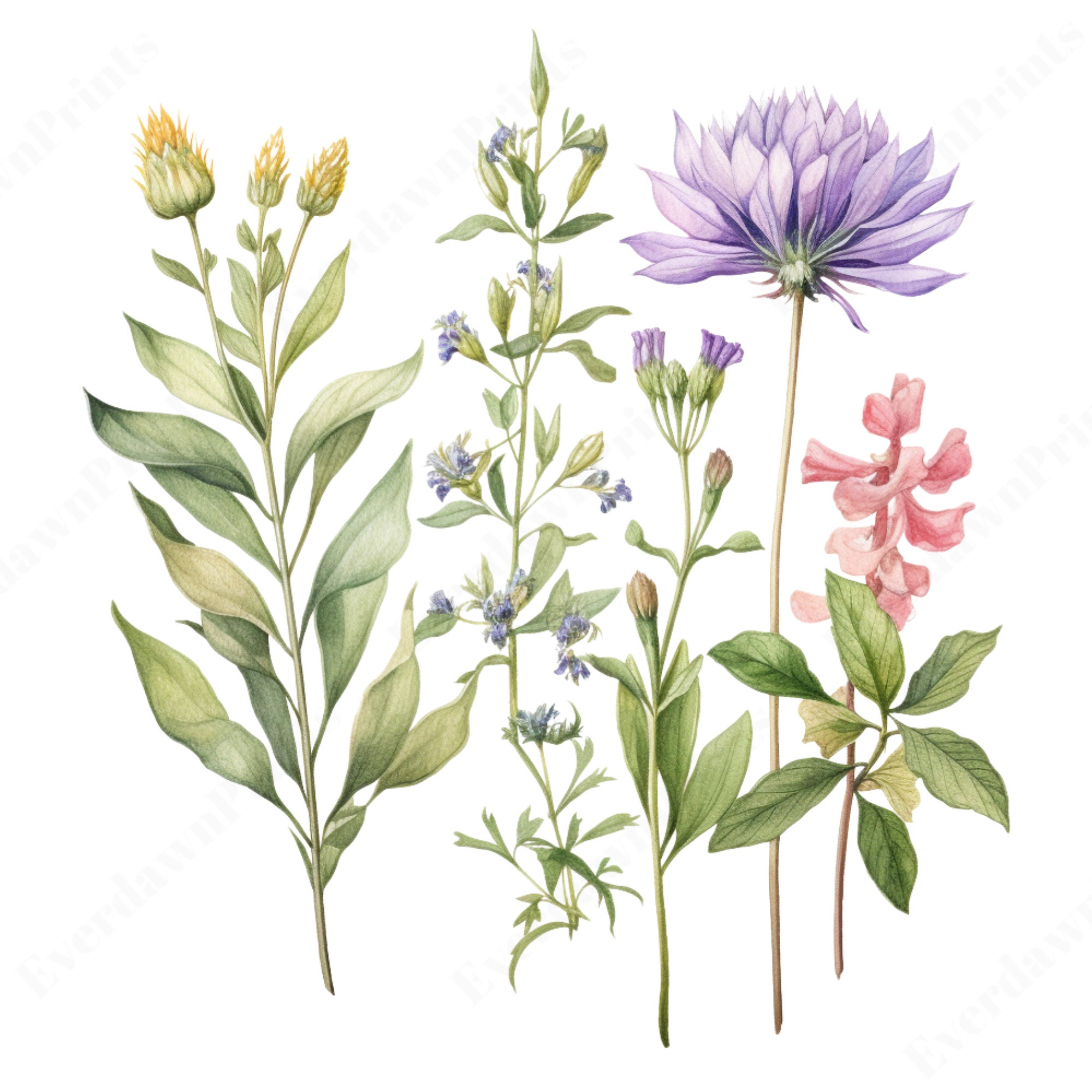 25 Watercolor Botanical Illustration Clipart, High Quality Transparent ...