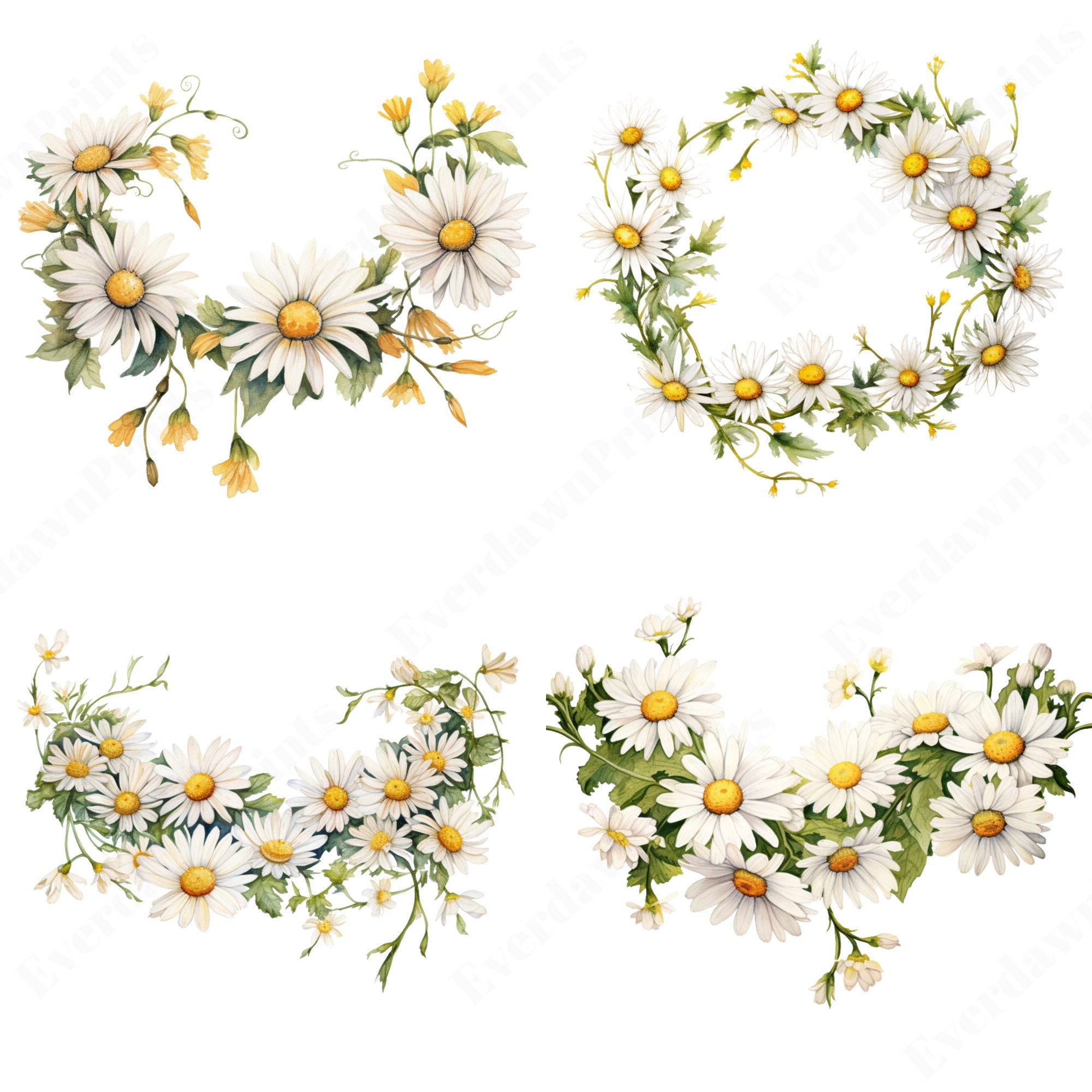 49 Watercolor Daisy Flowers Clipart, Wild Floral Clipart, Floral ...