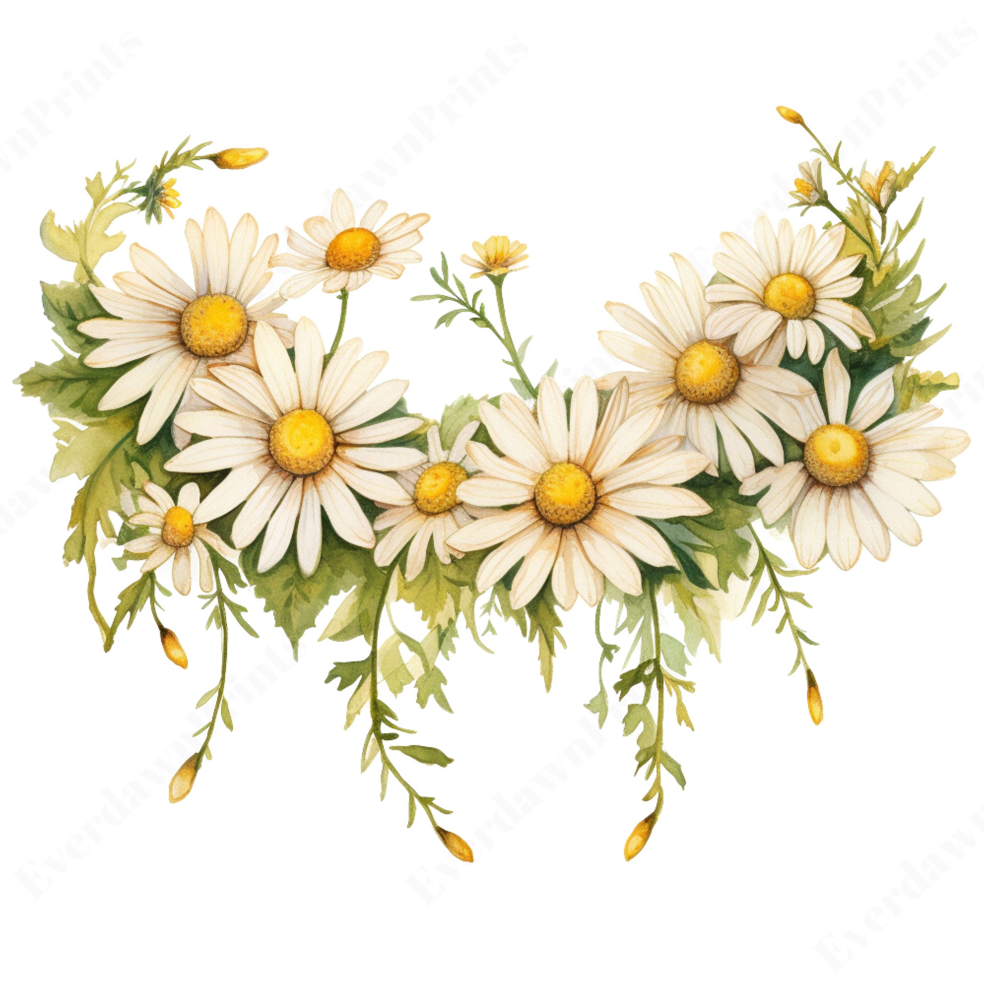 49 Watercolor Daisy Flowers Clipart, Wild Floral Clipart, Floral ...