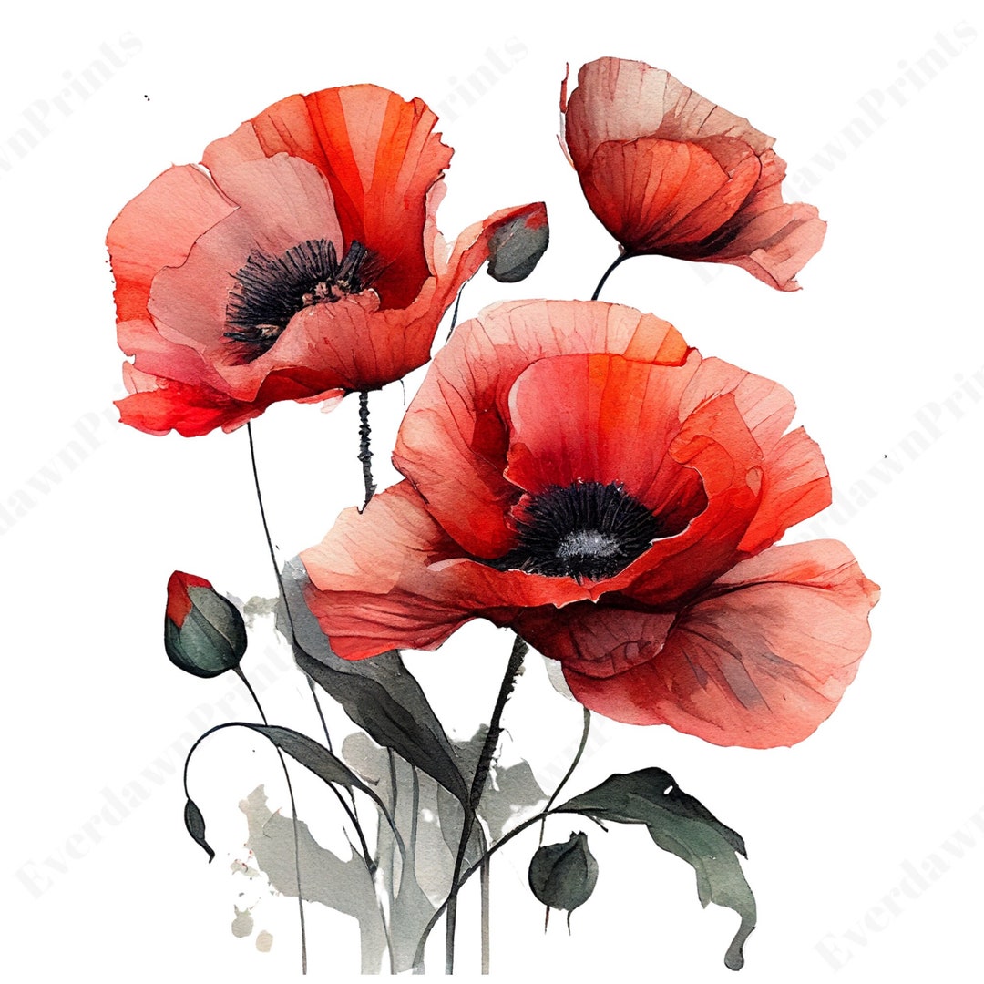 32 Watercolor Poppies Clipart, Watercolor, High Quality Transparent PNG ...