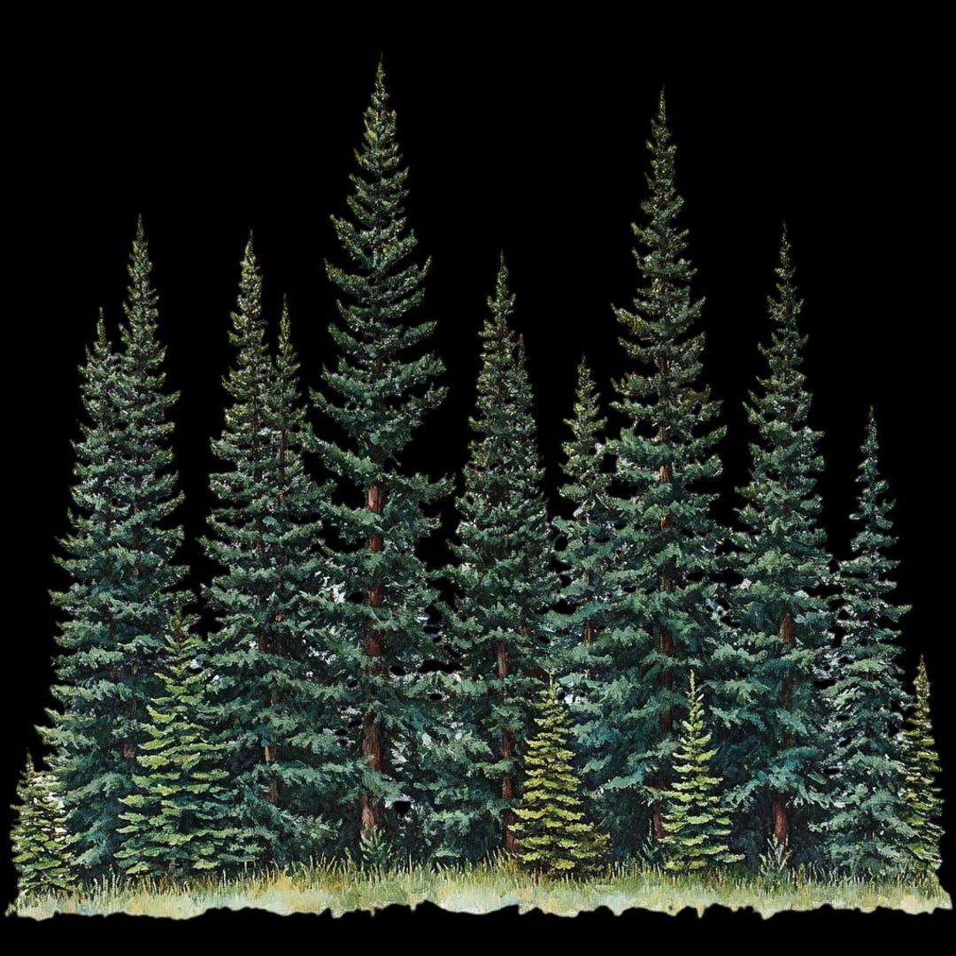 24 Evergreen Forest Clipart, Transparent Pine Trees Illustration ...