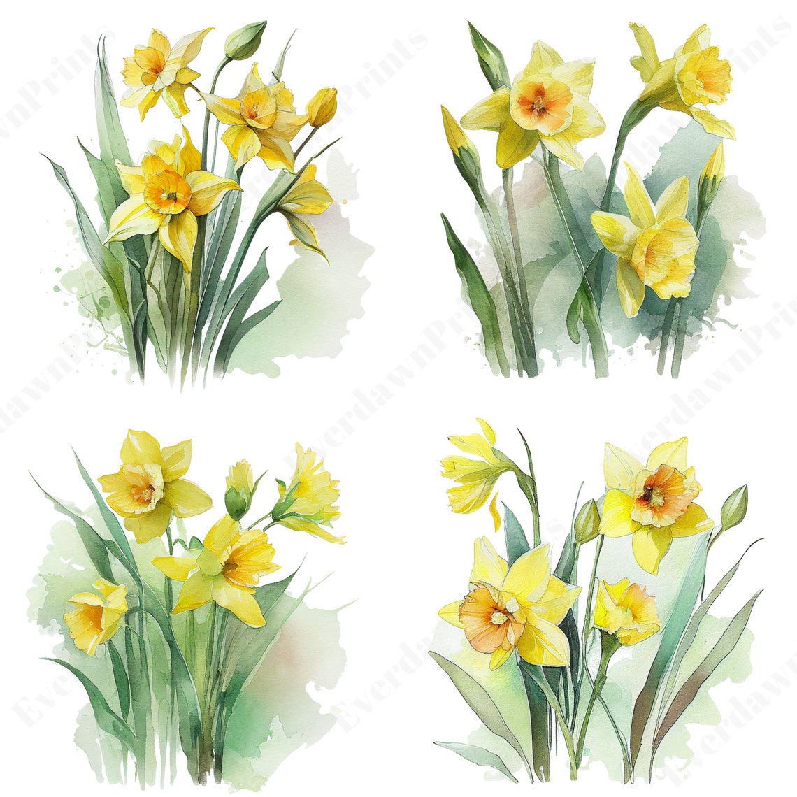 16 Watercolor Daffodils Clipart High Quality Transparent PNG - Etsy