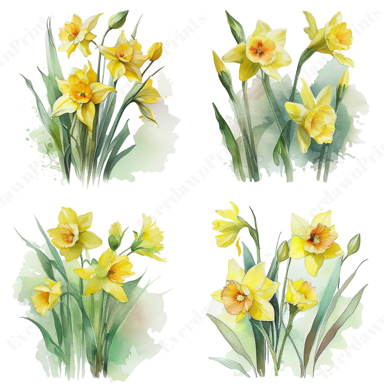 16 Watercolor Daffodils Clipart, High Quality Transparent PNG, Clipart ...