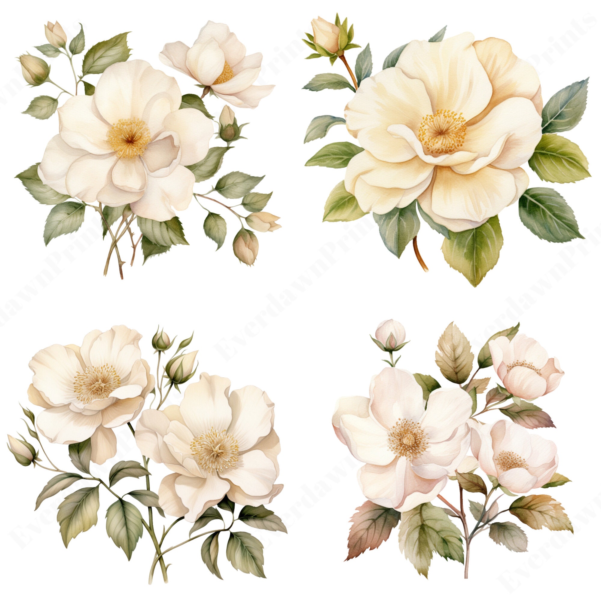20 Watercolor Beige Rose Clipart, Transparent PNG, Roses PNG, Floral ...