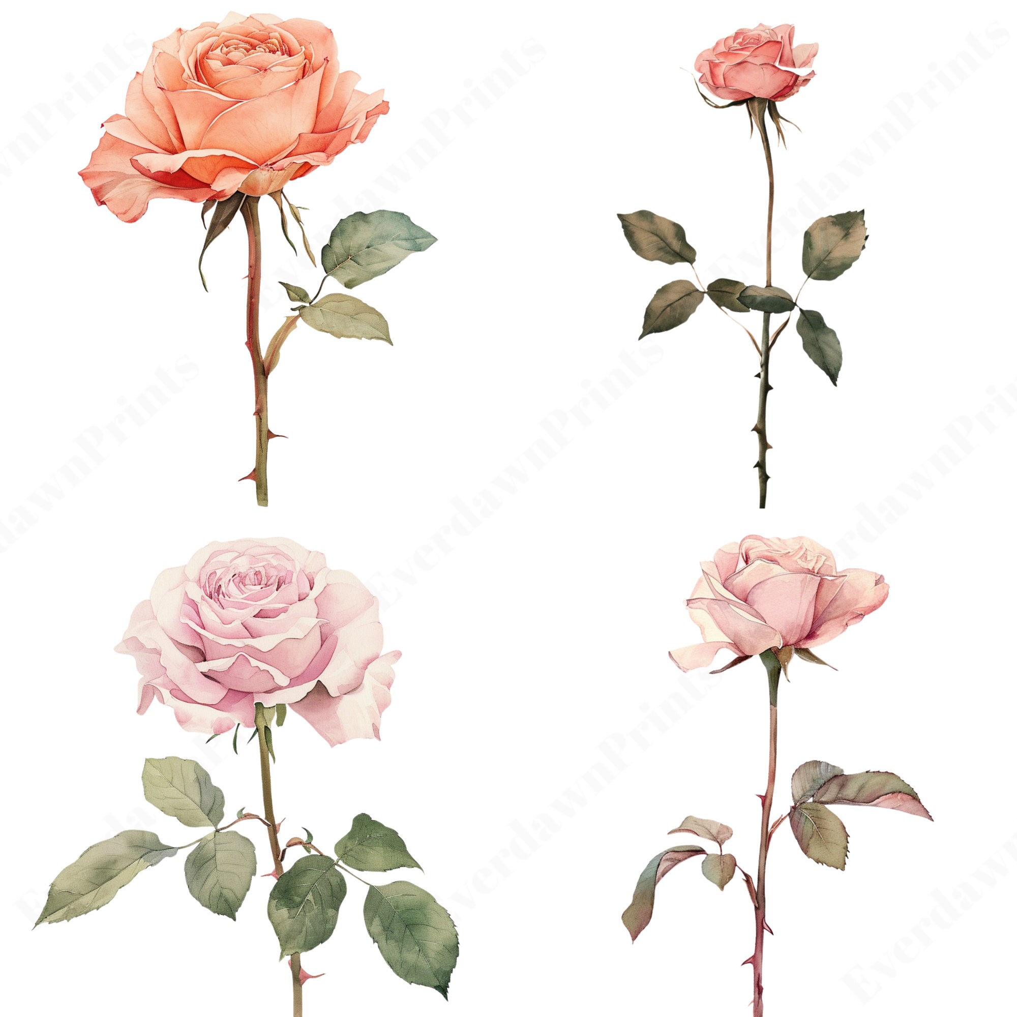 27 Vintage Rose Watercolor Clipart, Botanical Watercolor Flower Digital ...