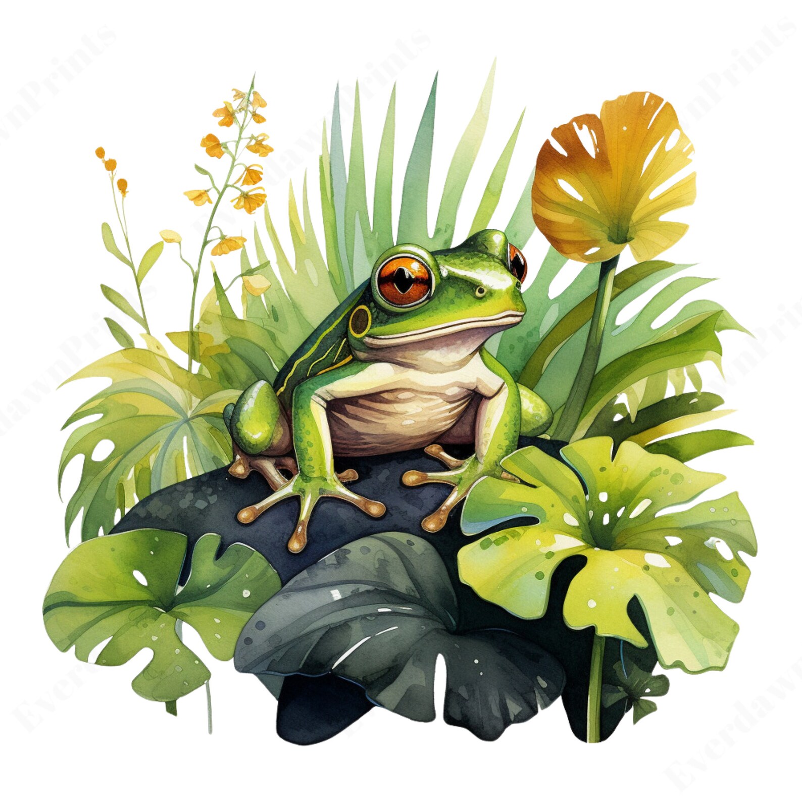 20 Rainforest Frog Clipart, High Quality Transparent PNG, Watercolor ...
