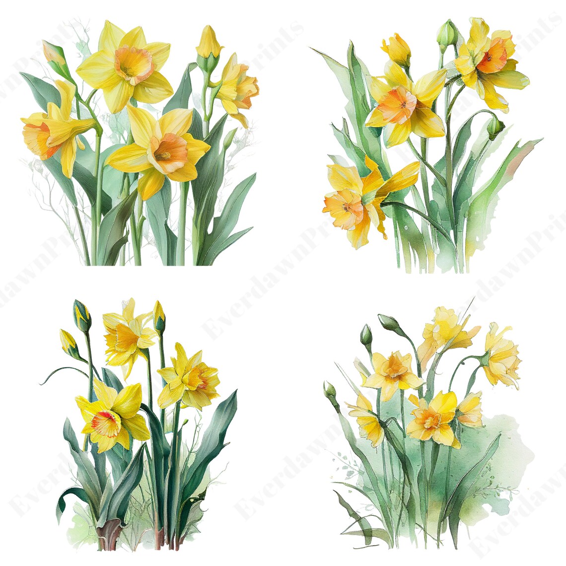 16 Watercolor Daffodils Clipart High Quality Transparent PNG - Etsy