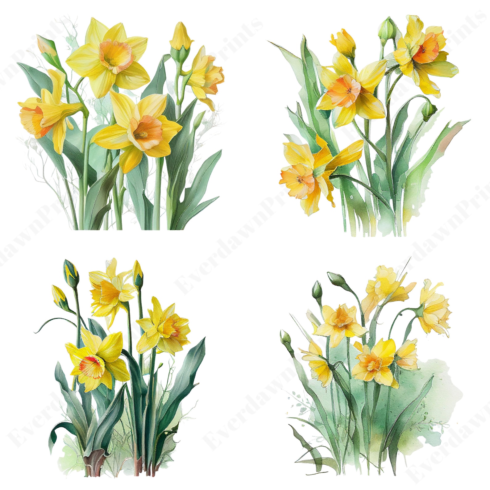 16 Watercolor Daffodils Clipart, High Quality Transparent PNG, Clipart ...