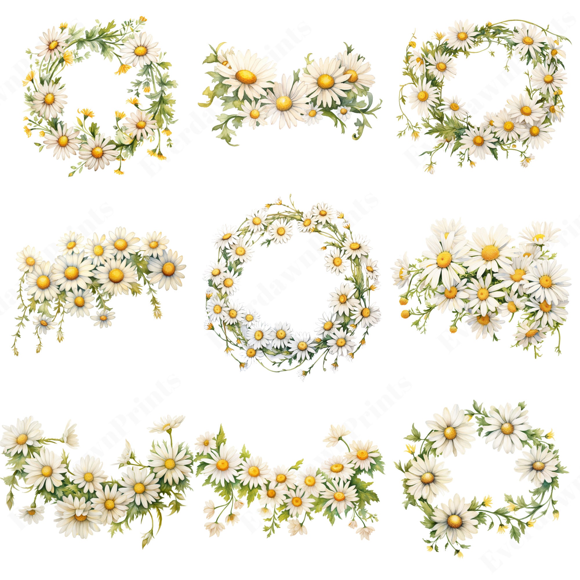 49 Watercolor Daisy Flowers Clipart, Wild Floral Clipart, Floral ...