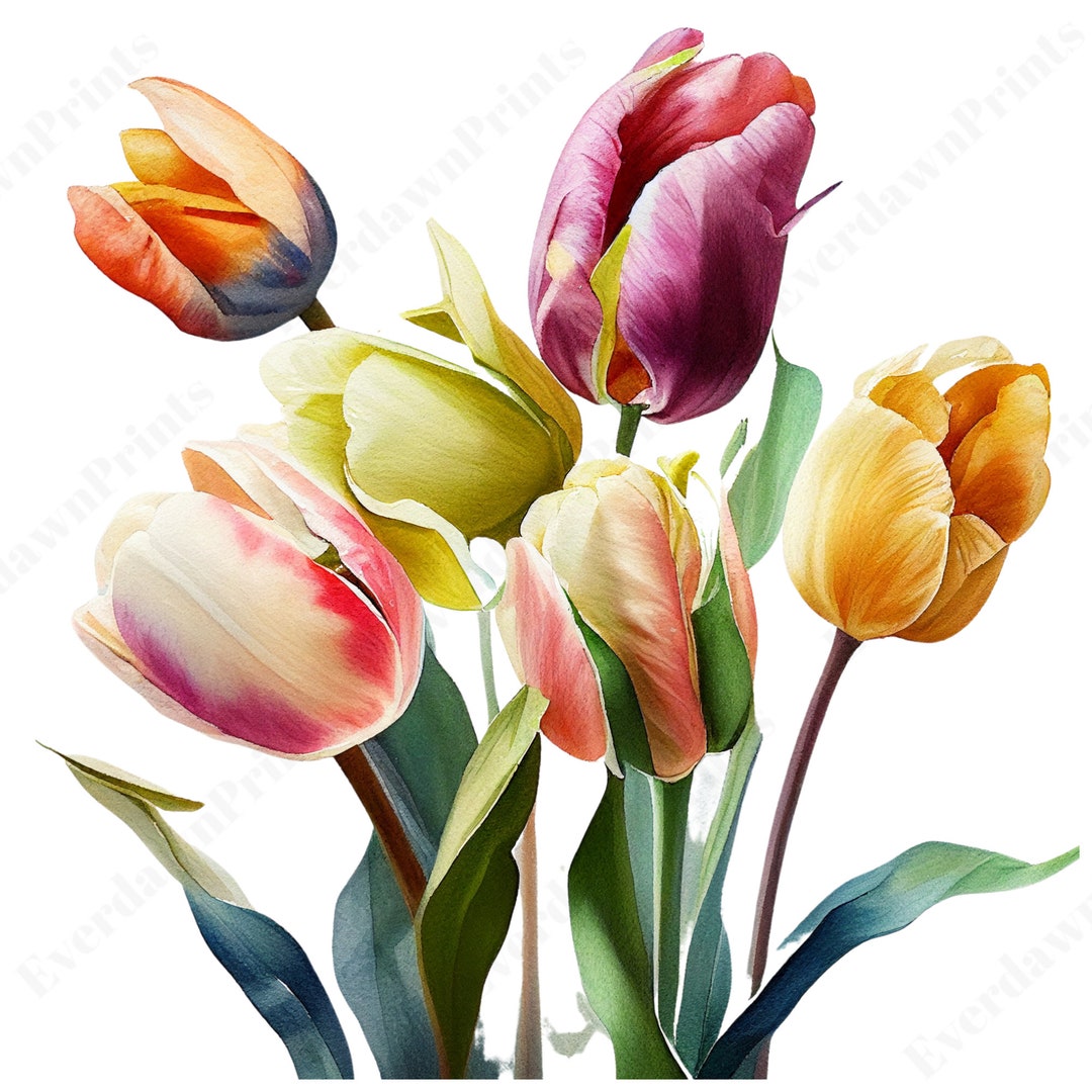 20 Watercolor Tulip Clipart, High Quality PNG, Card Making, Digital ...