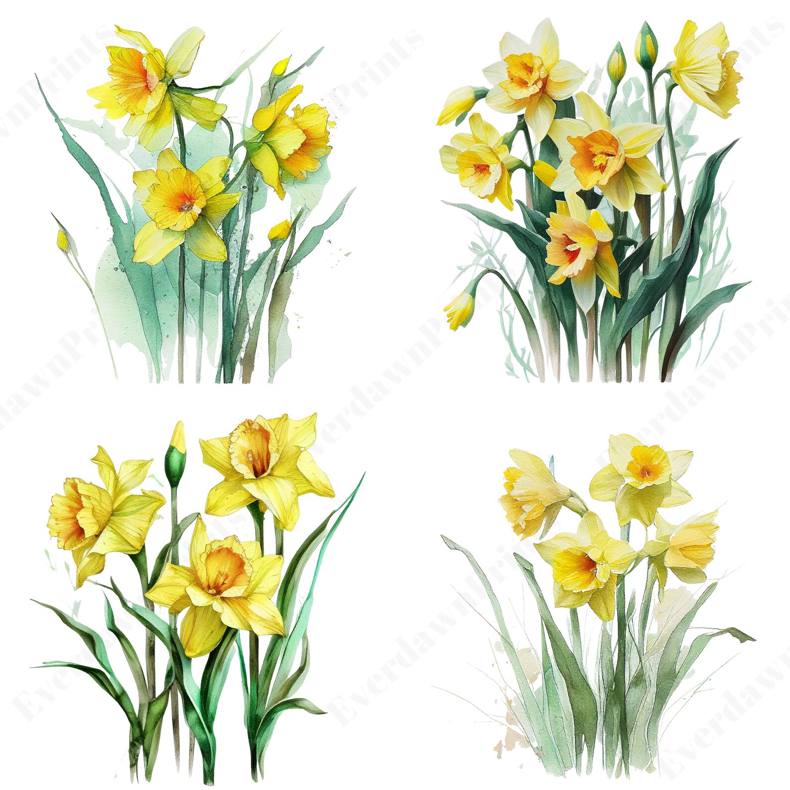 16 Watercolor Daffodils Clipart, High Quality Transparent PNG, Clipart ...