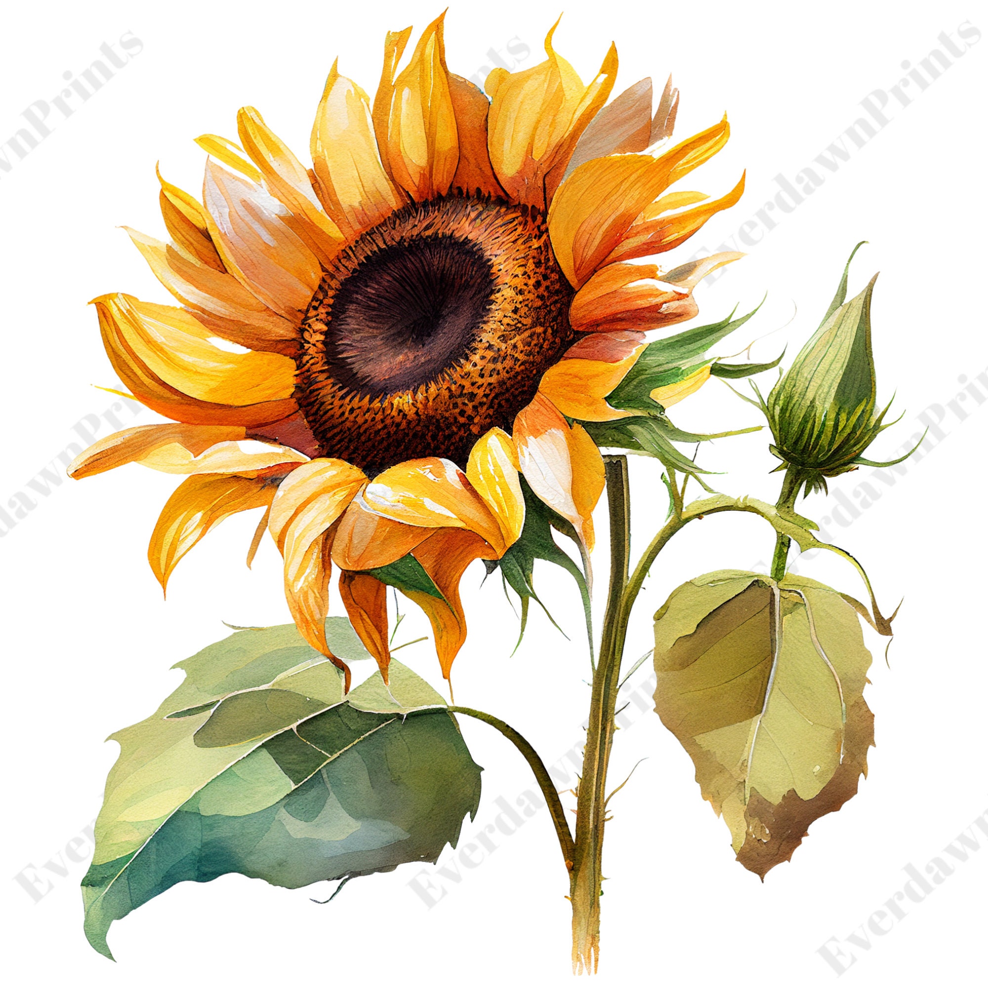 Watercolor Sunflower Clipart, High Quality PNG (digital Download) - Etsy