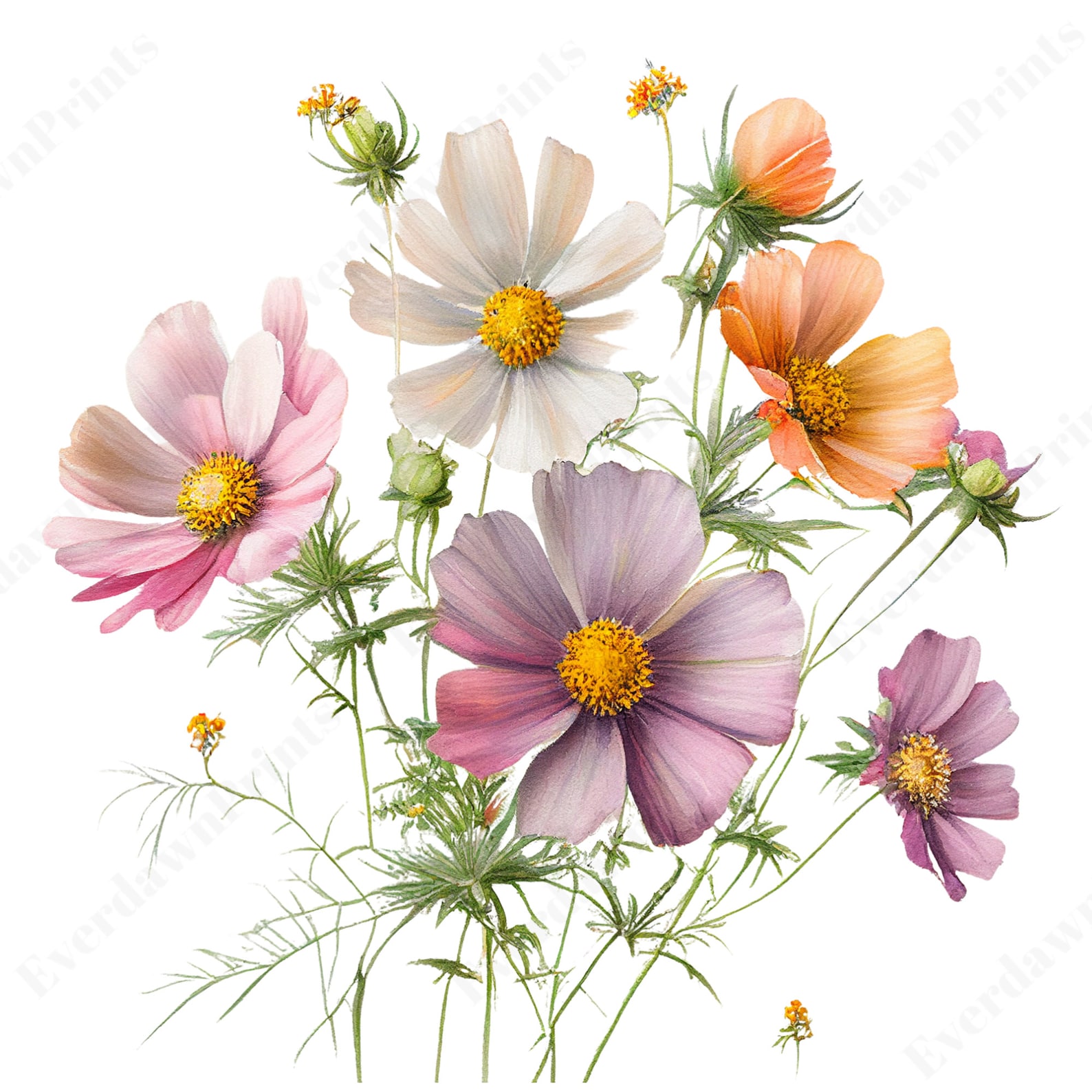 16 Cosmos Flowers Clipart, Watercolor, High Quality Transparent PNG ...