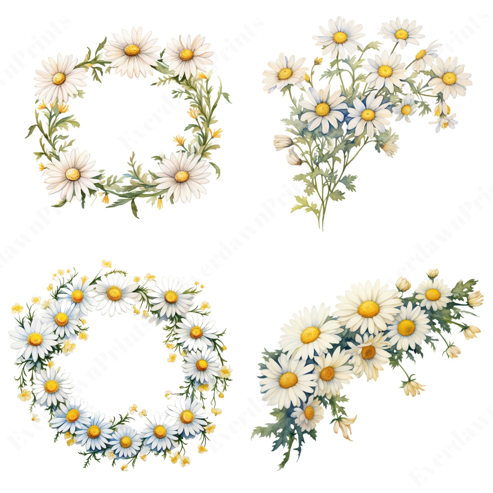 49 Watercolor Daisy Flowers Clipart, Wild Floral Clipart, Floral ...