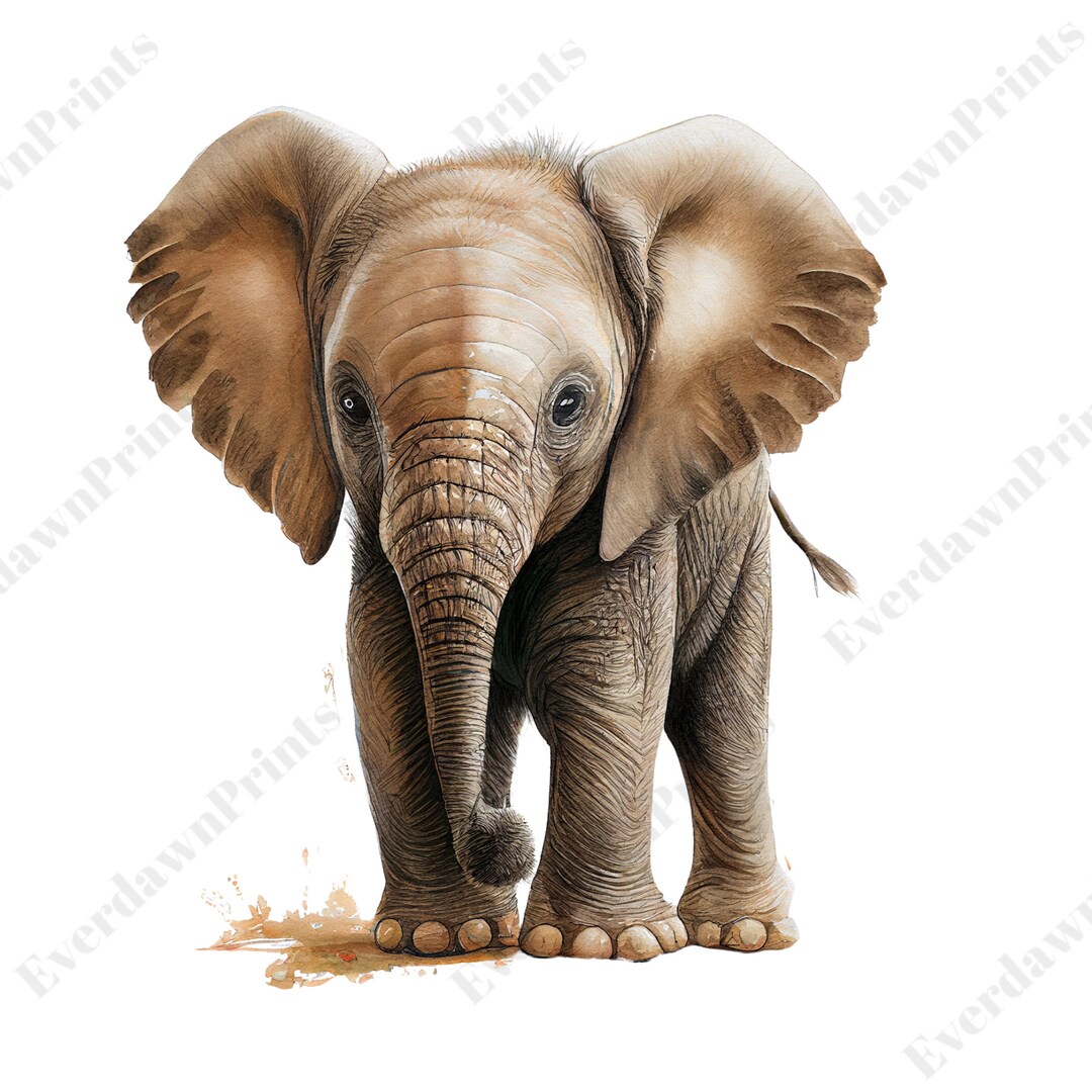 15 Baby Safari Animals, High Quality Transparent PNG, Jungle Animals ...