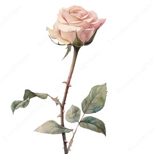 27 Vintage Rose Watercolor Clipart, Botanical Watercolor Flower Digital ...
