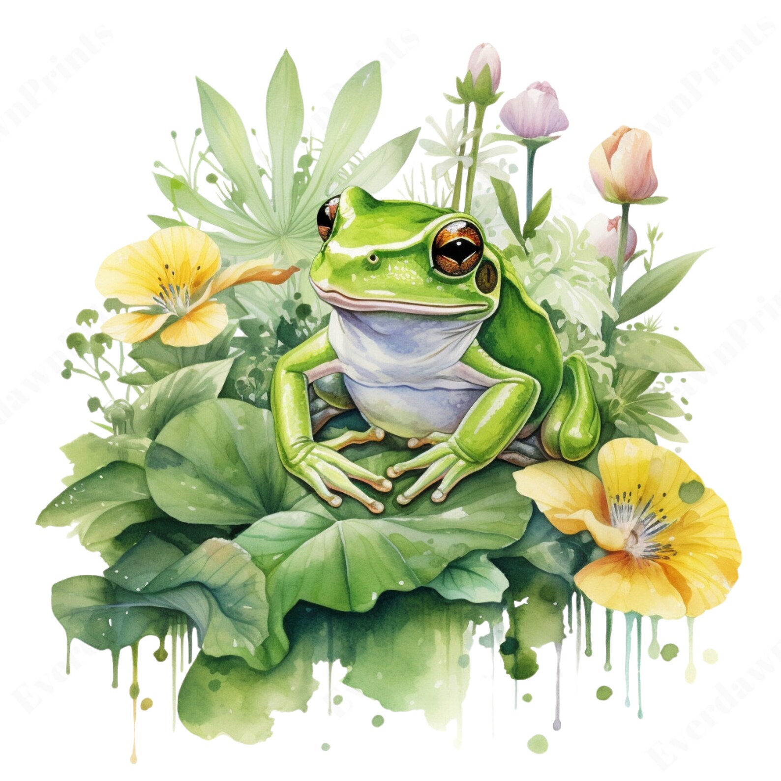 20 Rainforest Frog Clipart, High Quality Transparent PNG, Watercolor ...