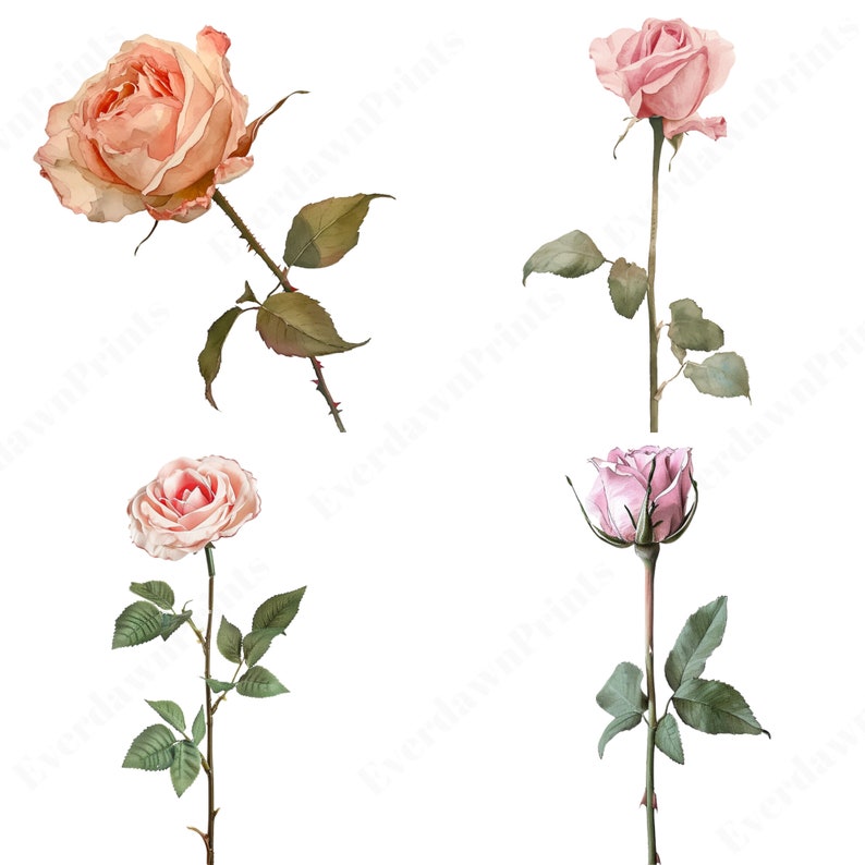 27 Vintage Rose Watercolor Clipart, Botanical Watercolor Flower Digital ...