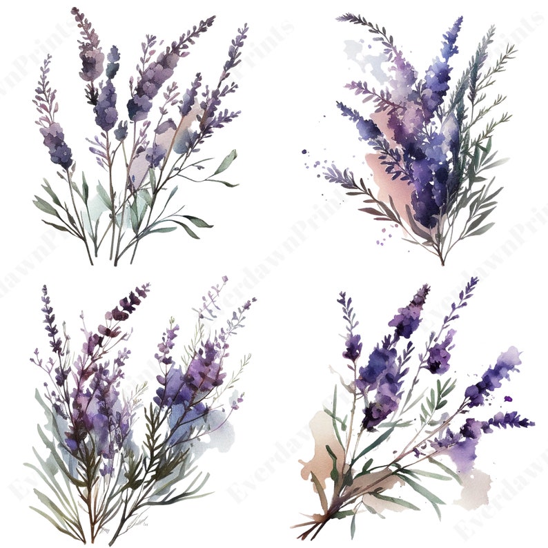 Watercolor Lavender Clipart – Floral Bouquets, Stems (PNG Files) - Etsy