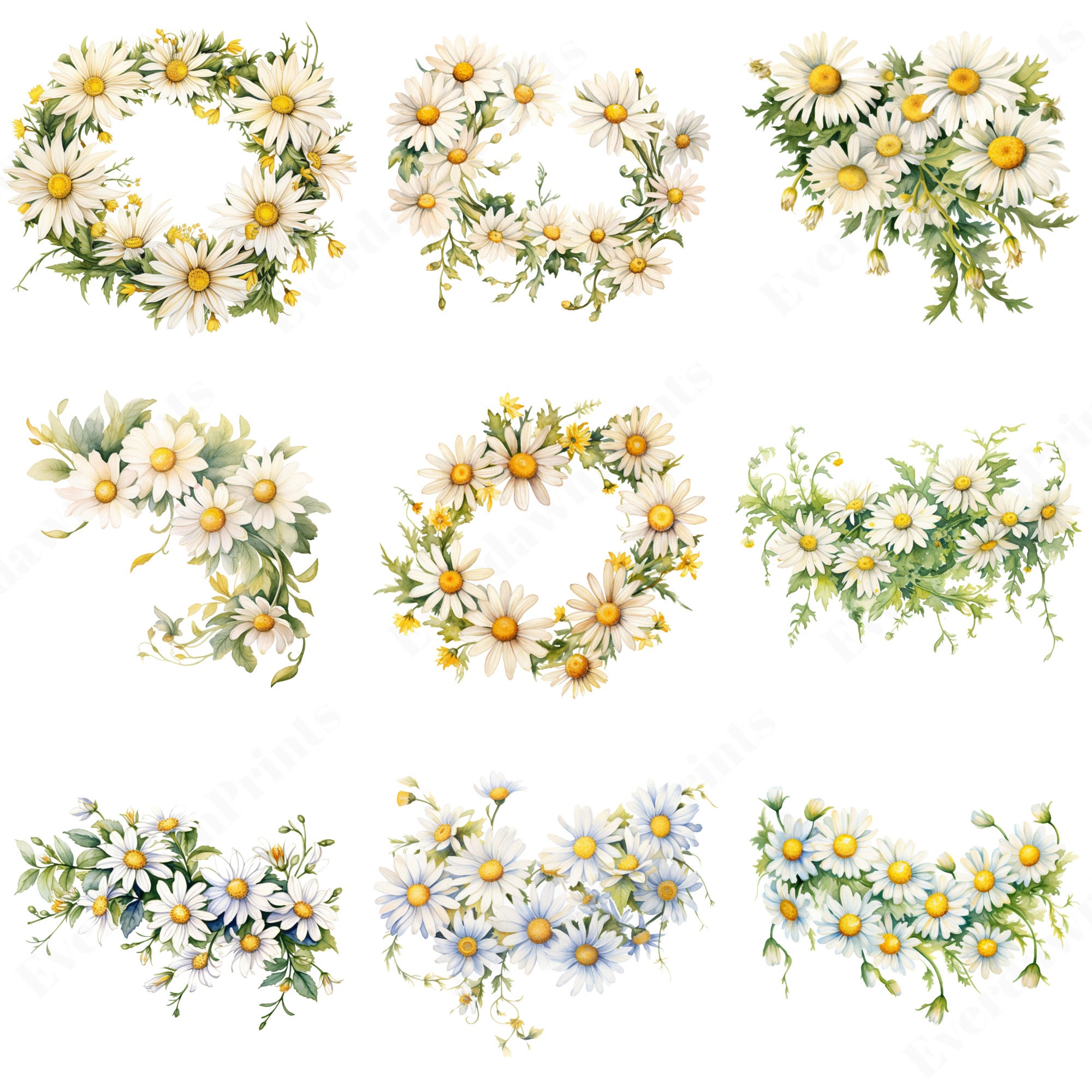 49 Watercolor Daisy Flowers Clipart, Wild Floral Clipart, Floral ...