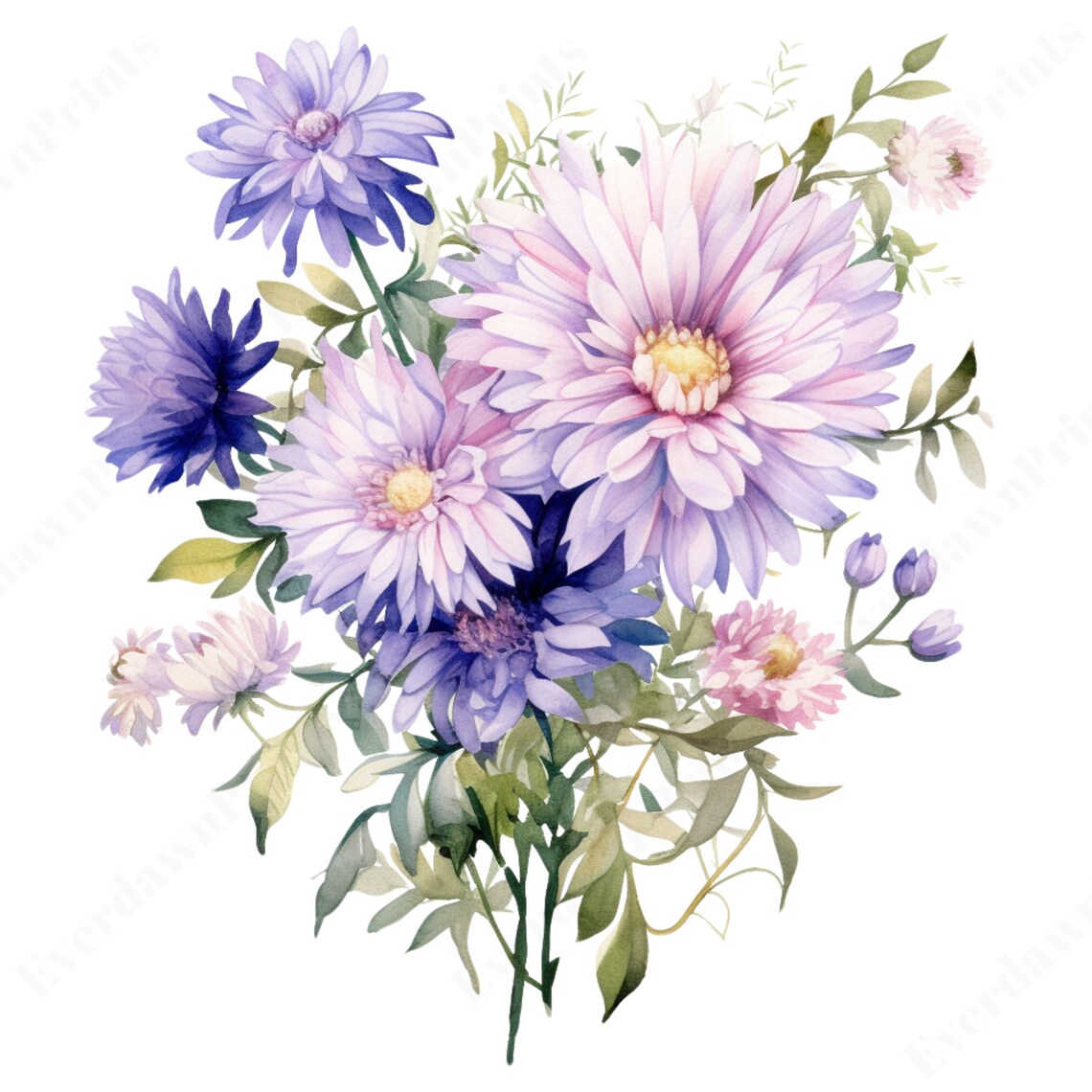 21 Aster Flowers Watercolor Clipart, High Quality Transparent PNG ...
