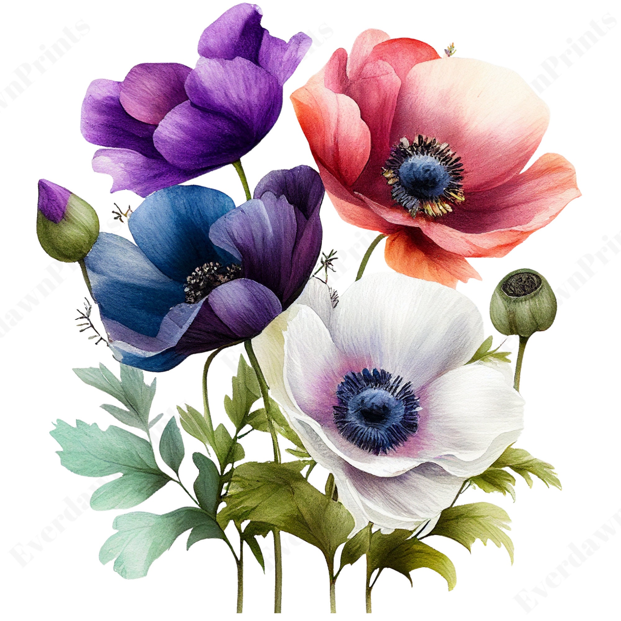 14 Watercolor Anemone Clipart, High Quality Transparent PNG, Clipart ...