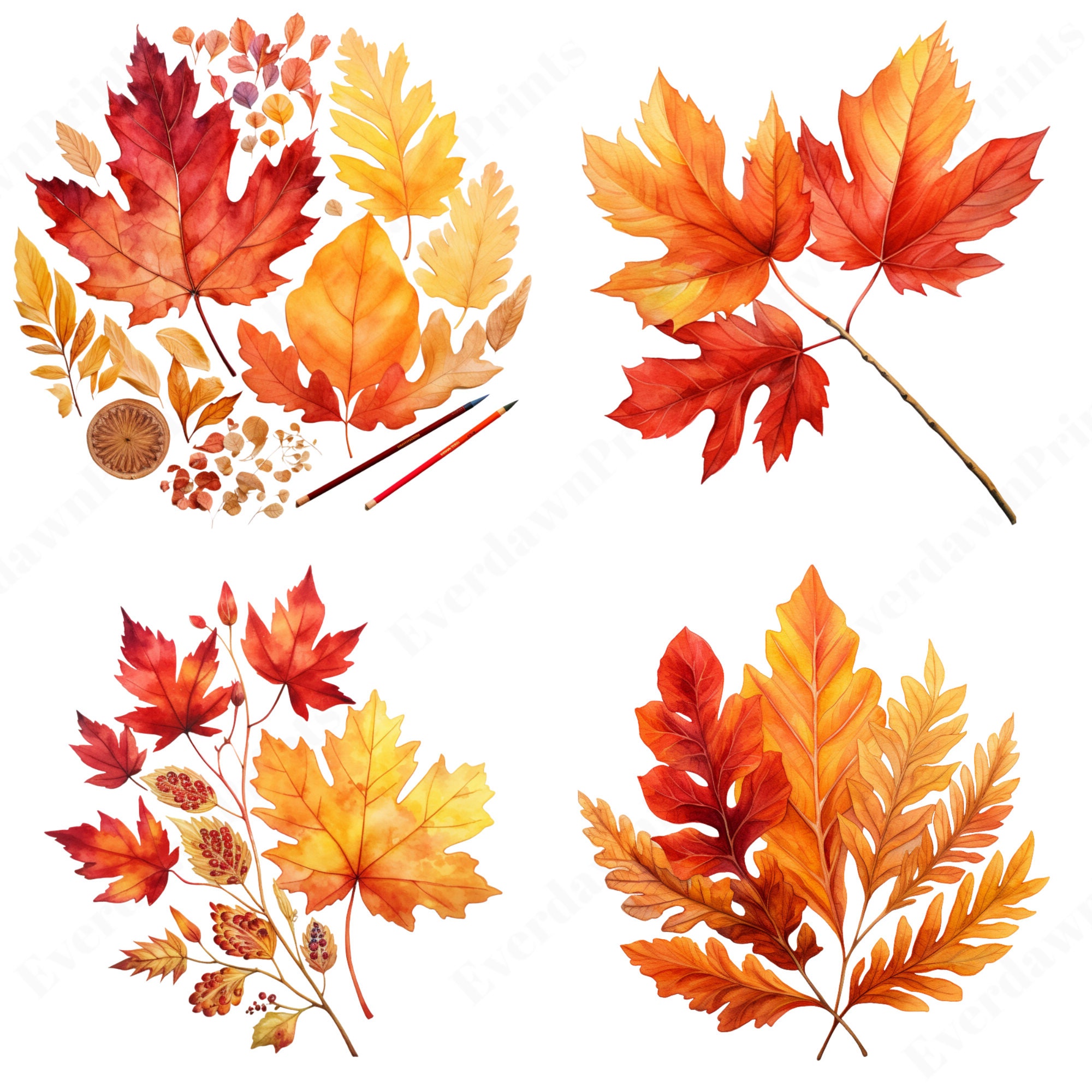 22 Watercolor Autumn Leaves Clipart, Leaves PNG, High Quality ...