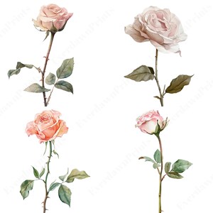 27 Vintage Rose Watercolor Clipart, Botanical Watercolor Flower Digital ...