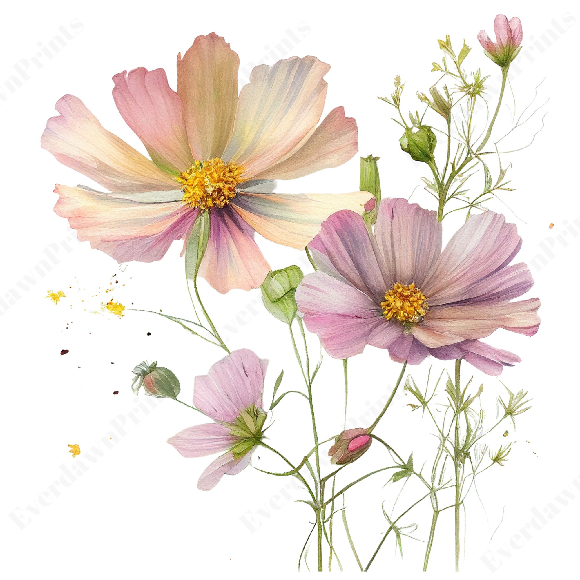16 Cosmos Flowers Clipart Watercolor High Quality - Etsy