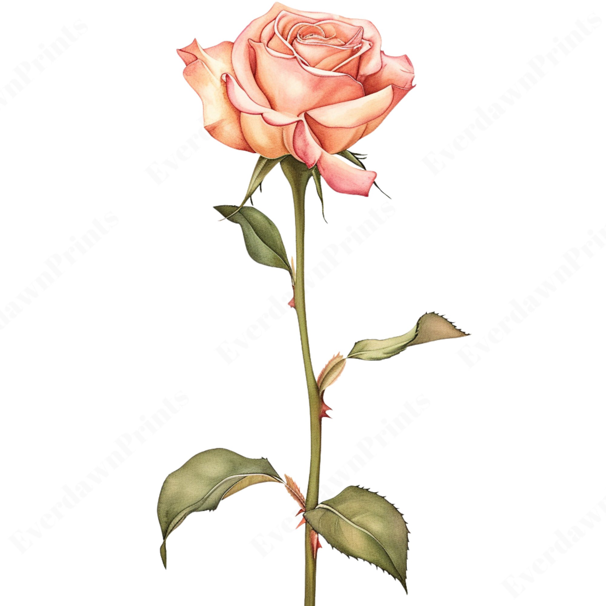 27 Vintage Rose Watercolor Clipart, Botanical Watercolor Flower Digital ...