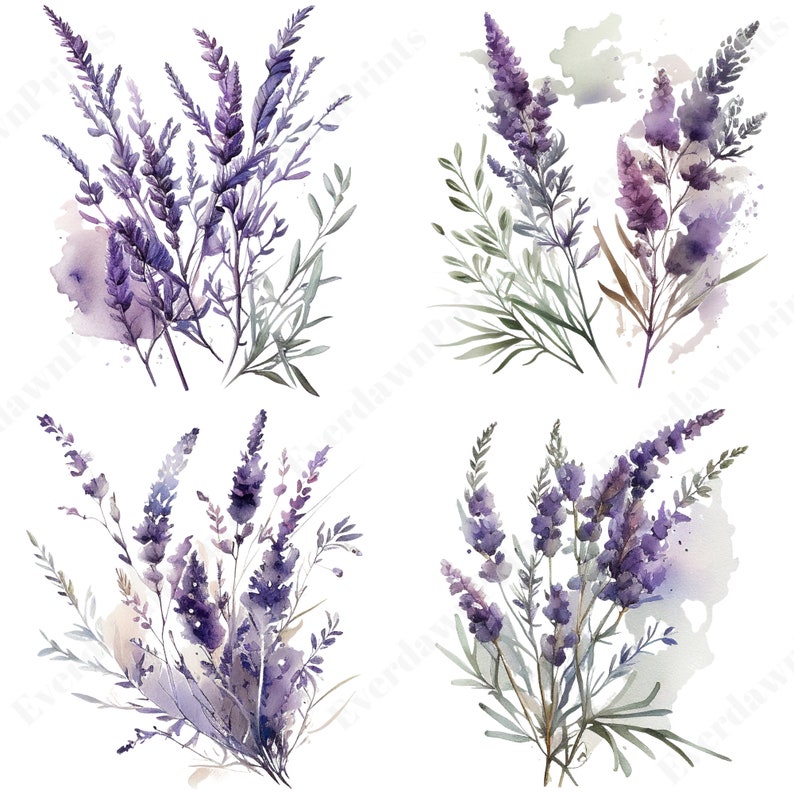 Watercolor Lavender Clipart – Floral Bouquets, Stems (PNG Files) - Etsy