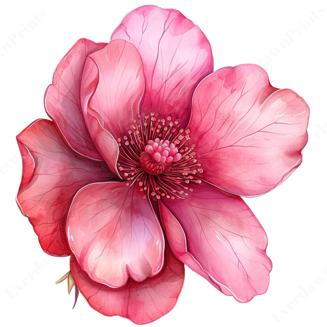 22 Watercolor Detailed Flower Clipart, Transparent Wild Floral Clipart ...