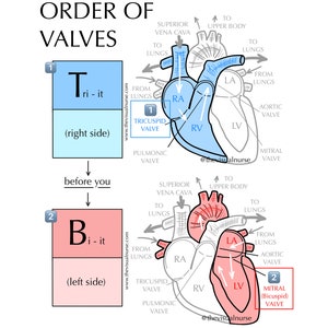 Blood Flow Through the Heart - PDF Instant Download - Etsy